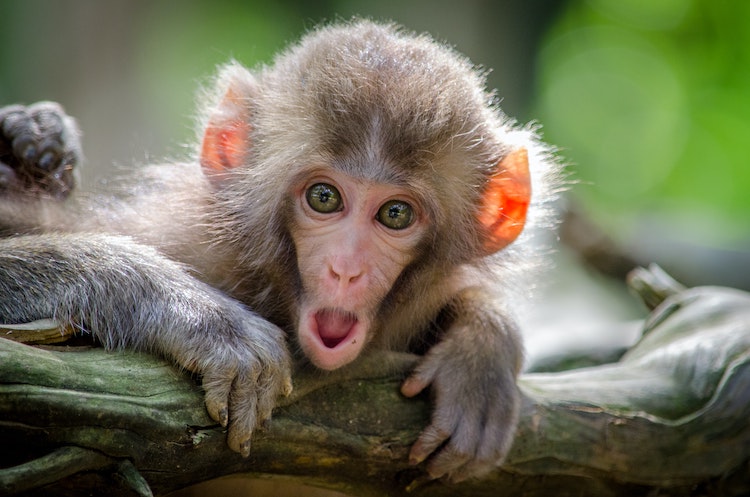 Monkey Porn A New Parenting Low Who s The Mummy 